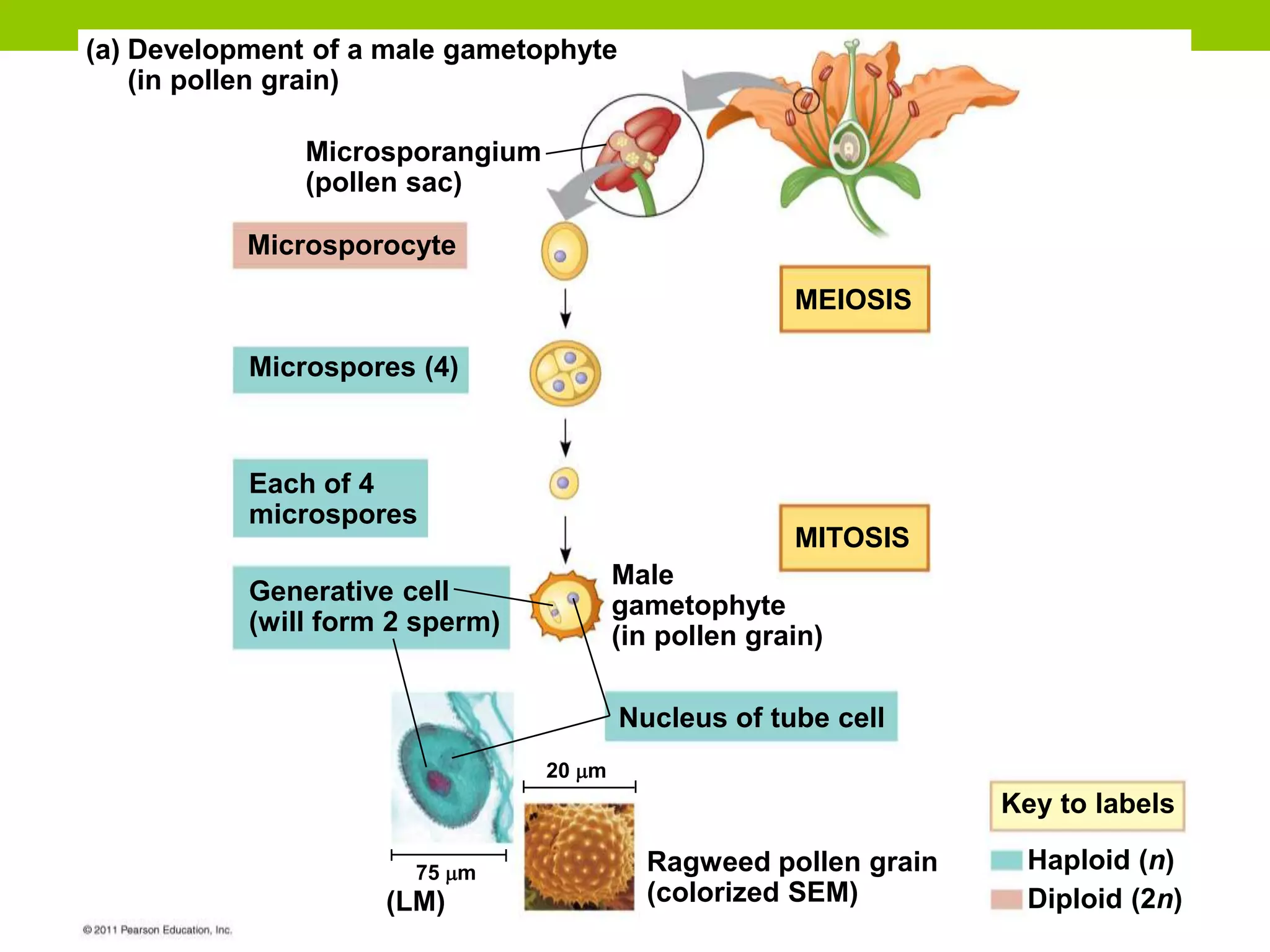 Sexual and asexual reproduction biota ed_pascual | PPT