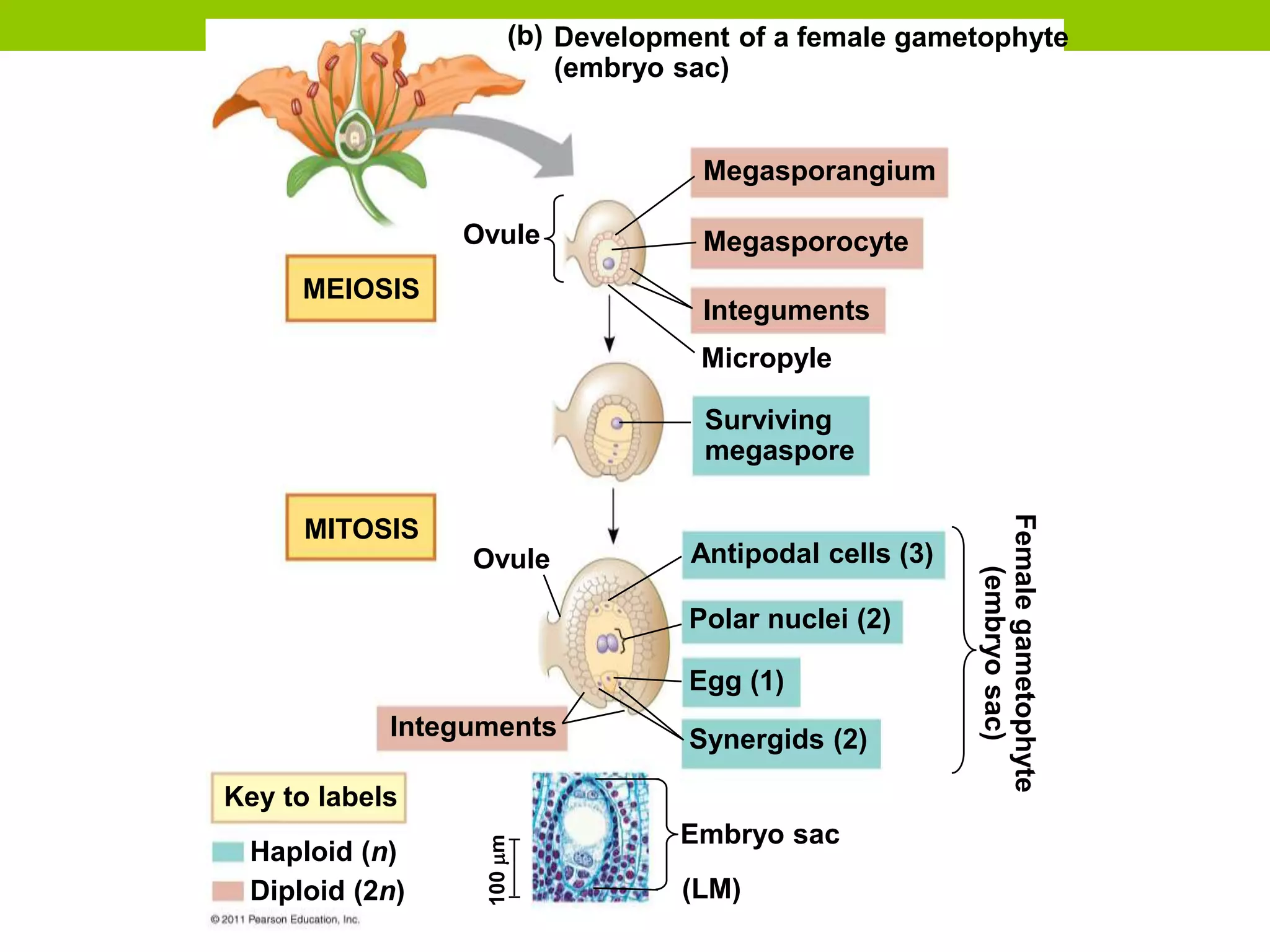 Sexual and asexual reproduction biota ed_pascual | PPT