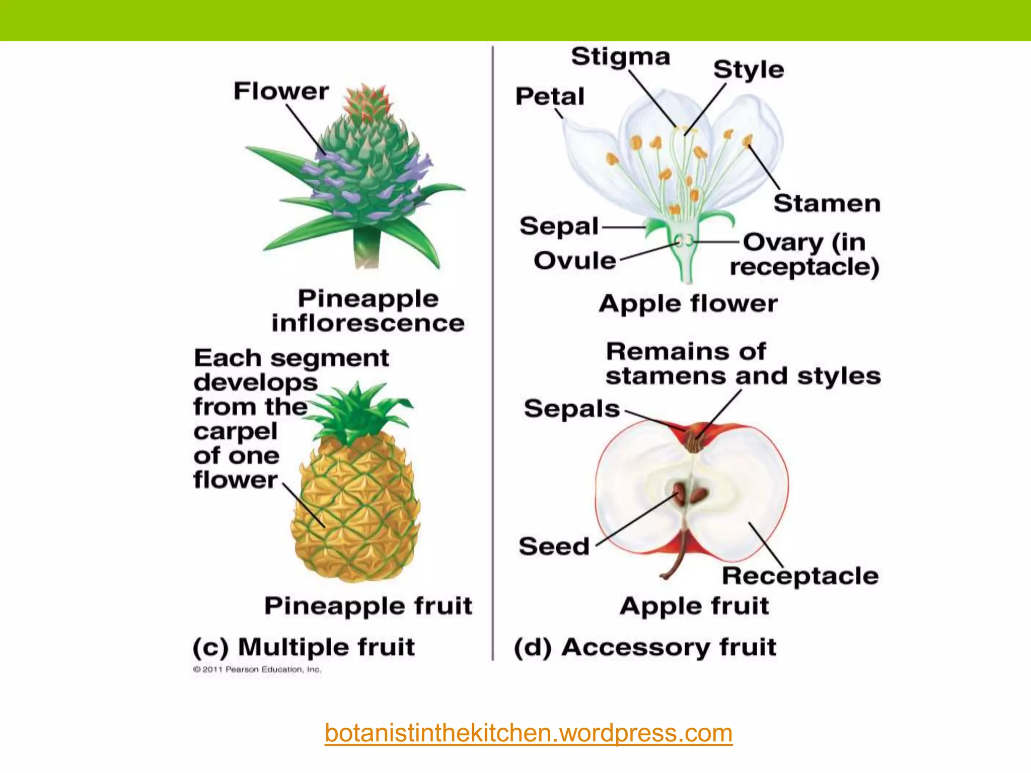 Sexual and asexual reproduction biota ed_pascual | PPT