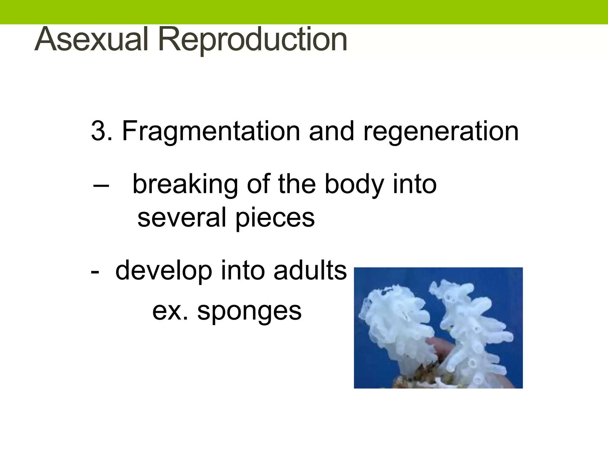 Sexual and asexual reproduction biota ed_pascual | PPT