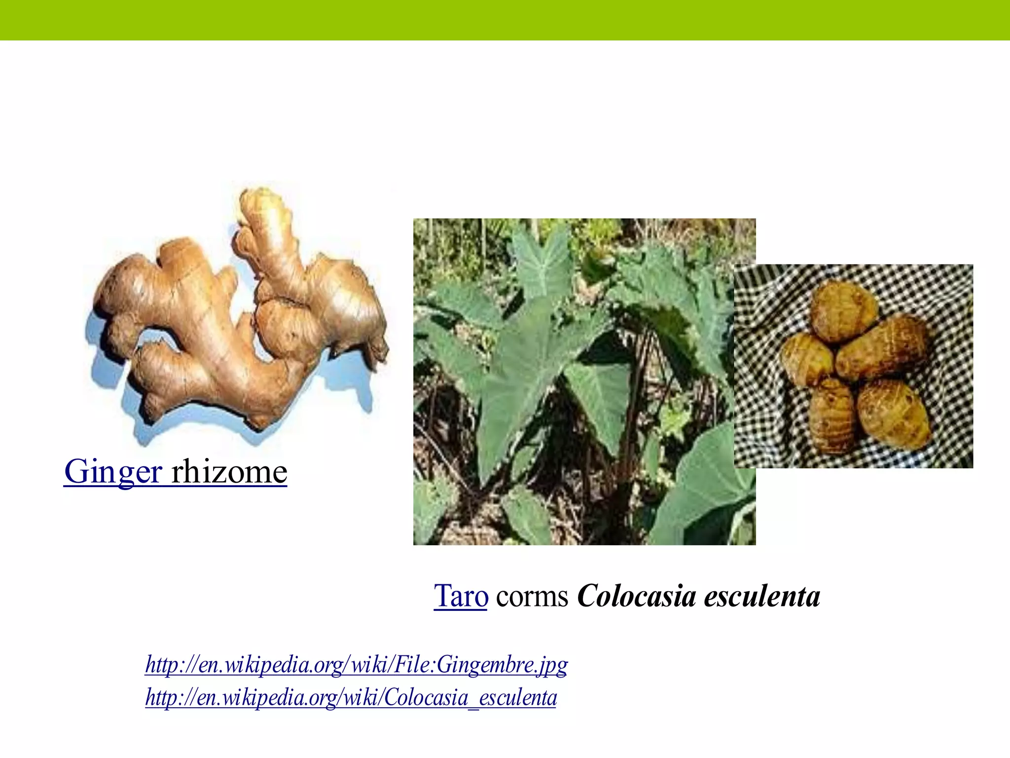 Sexual and asexual reproduction biota ed_pascual | PPT