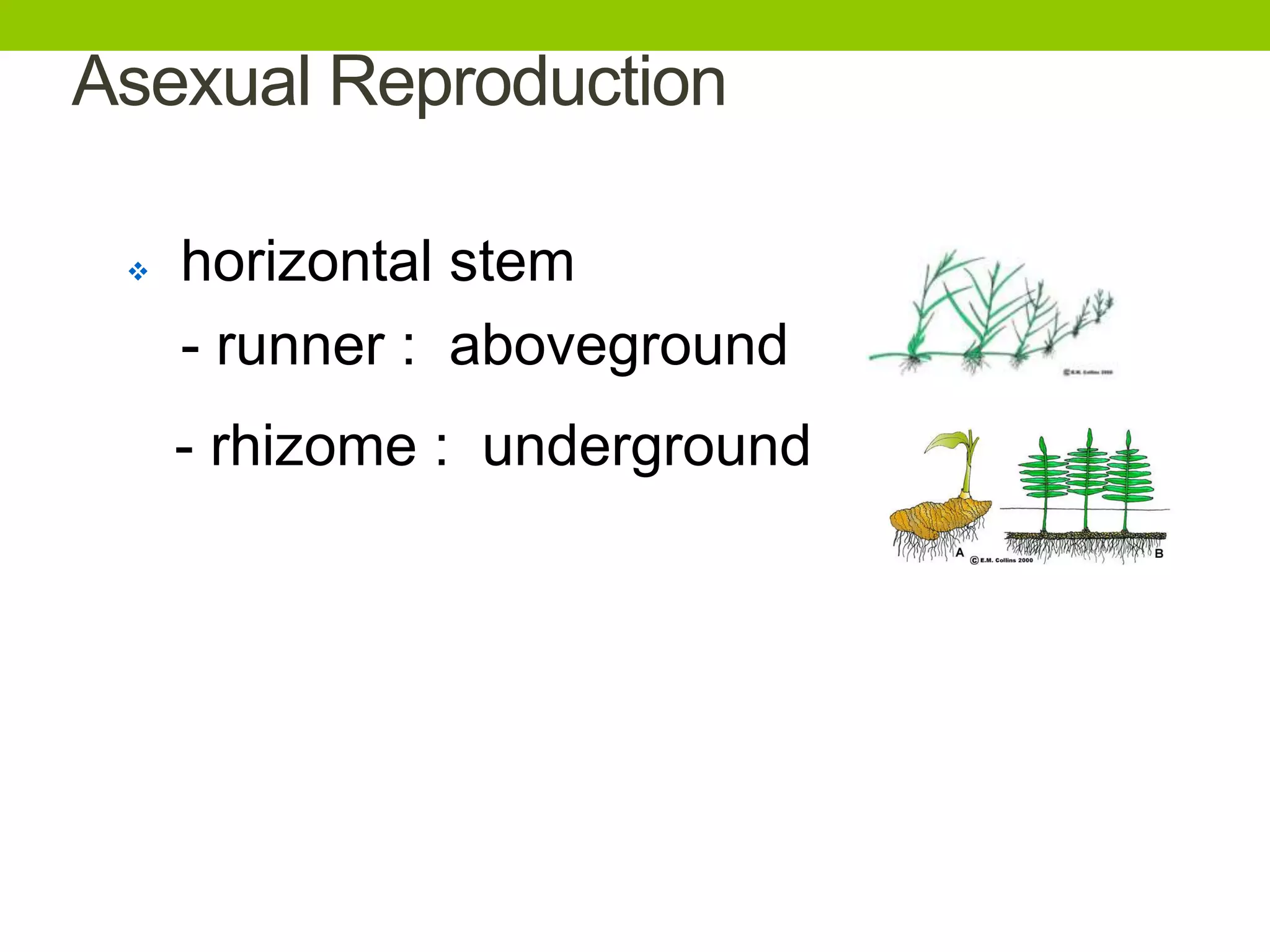 Sexual and asexual reproduction biota ed_pascual | PPT