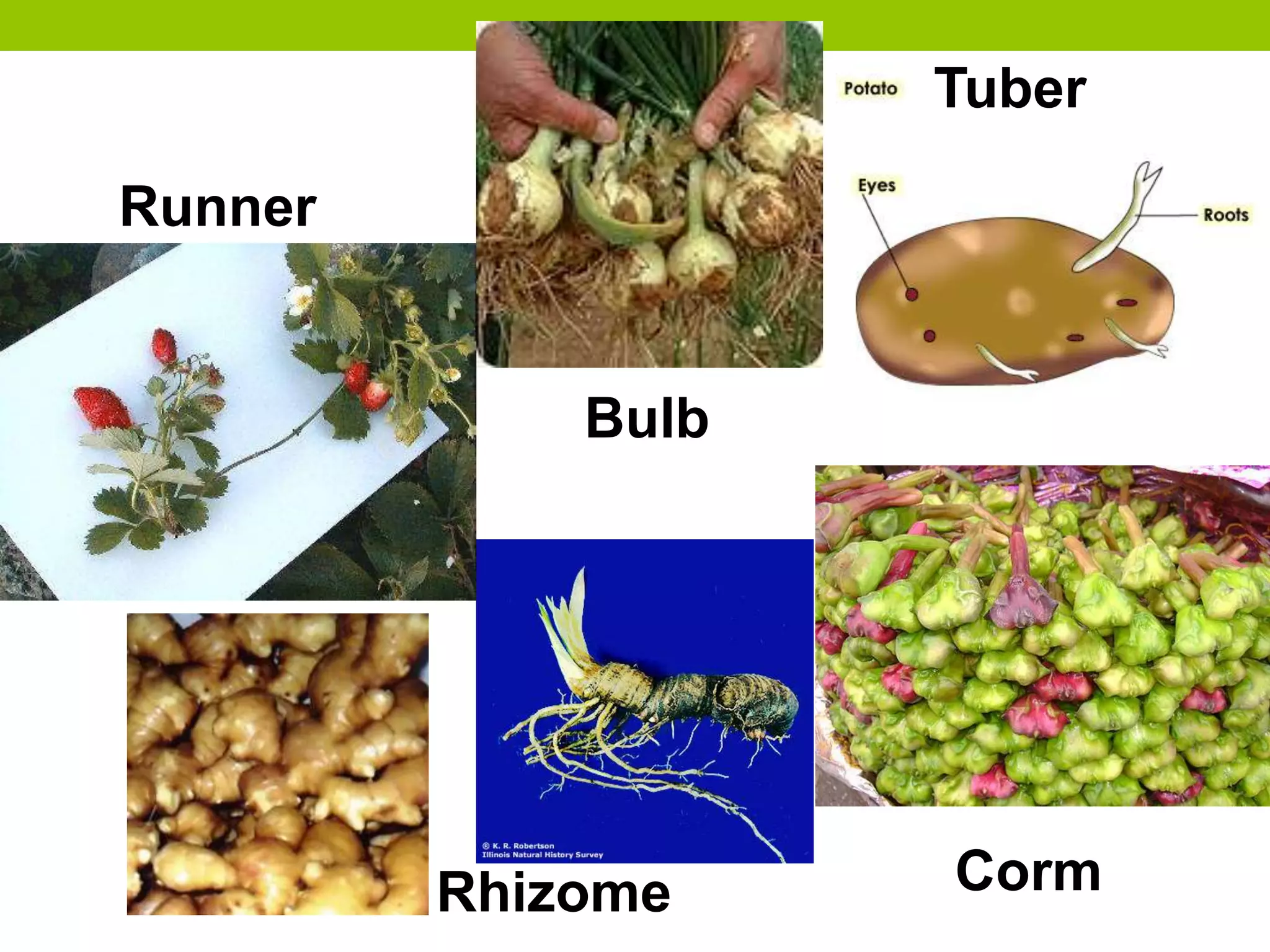 Sexual and asexual reproduction biota ed_pascual | PPT