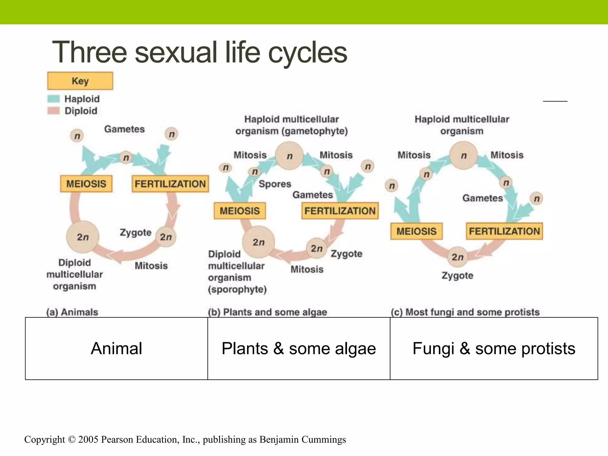 Sexual And Asexual Reproduction Biota Edpascual Ppt