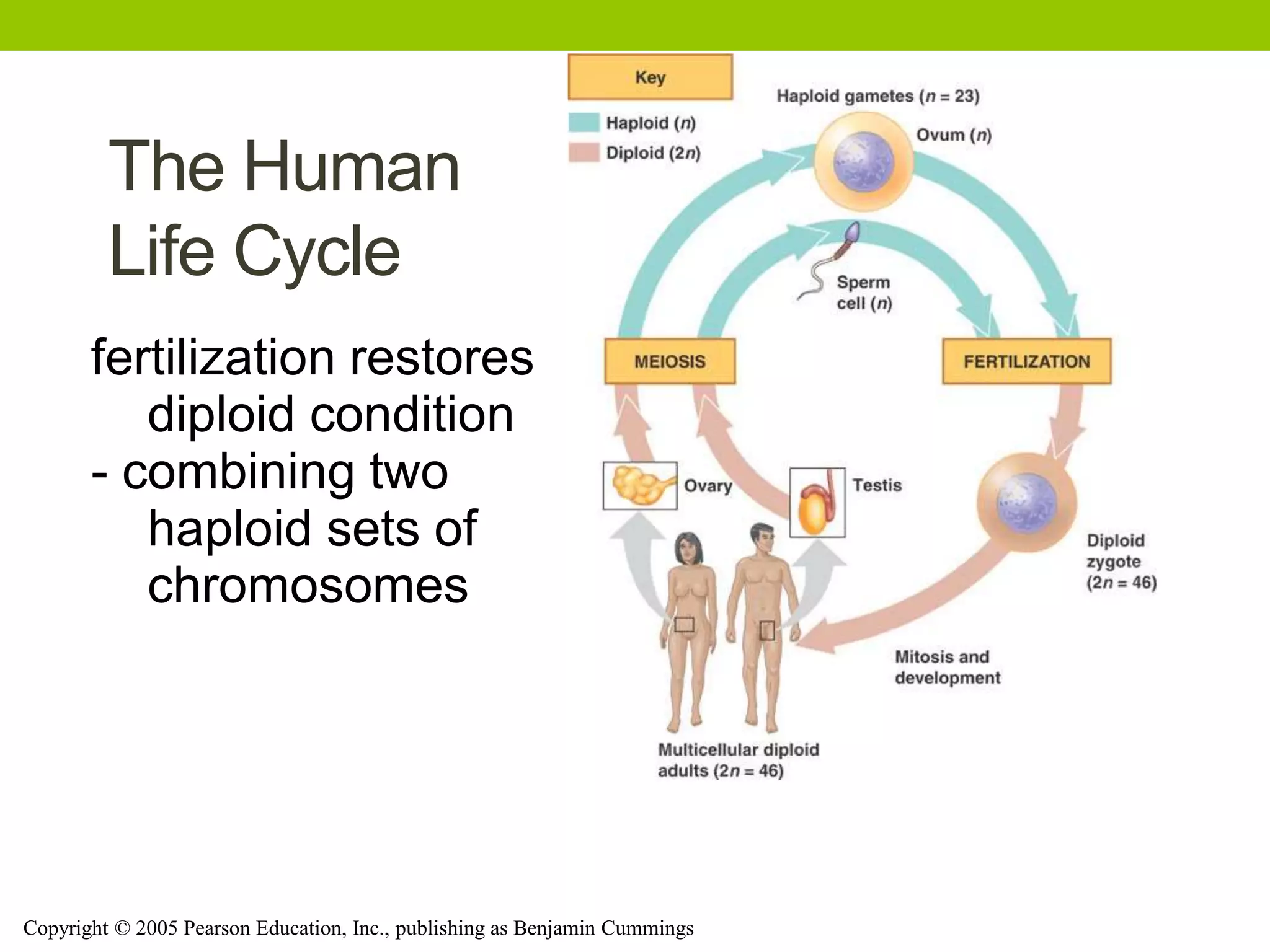Sexual and asexual reproduction biota ed_pascual | PPT