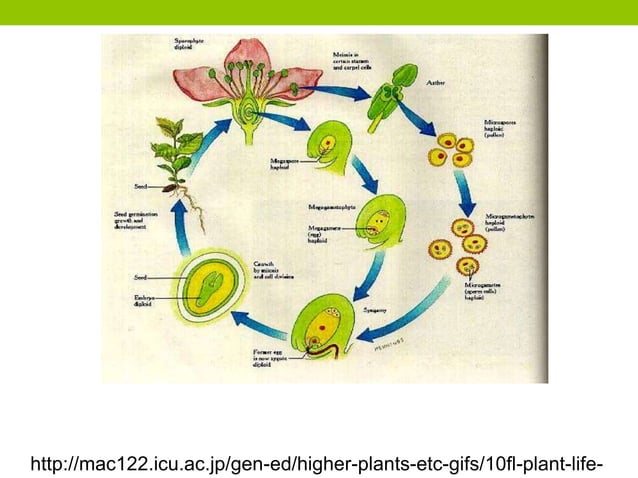 Sexual and asexual reproduction biota ed_pascual | PPT