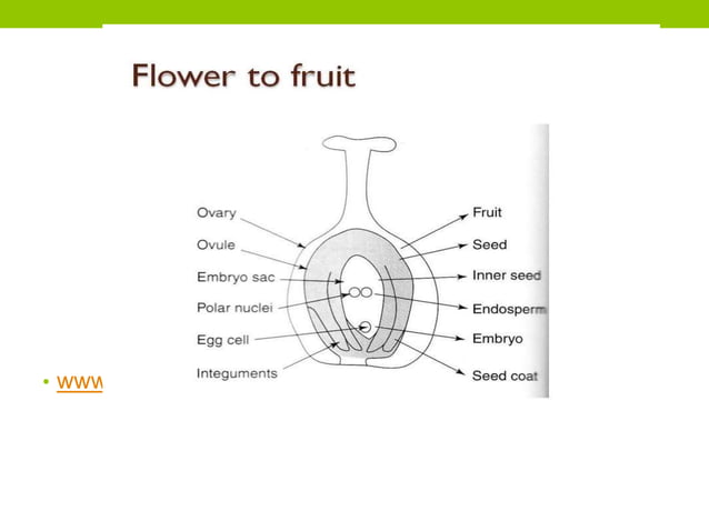 Sexual and asexual reproduction biota ed_pascual | PPT