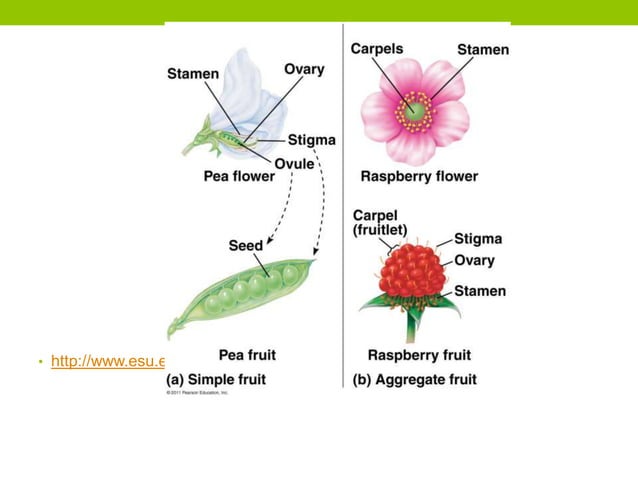 Sexual and asexual reproduction biota ed_pascual | PPT