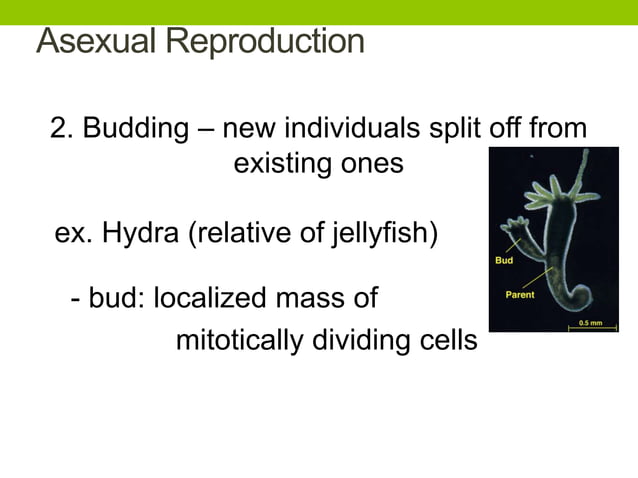 Sexual and asexual reproduction biota ed_pascual | PPT