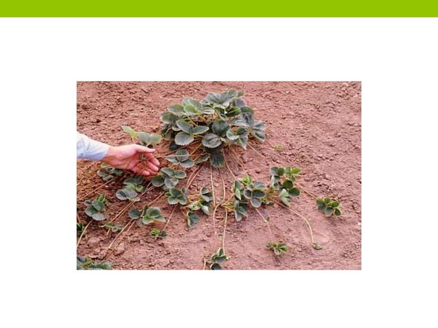 Sexual and asexual reproduction biota ed_pascual | PPT