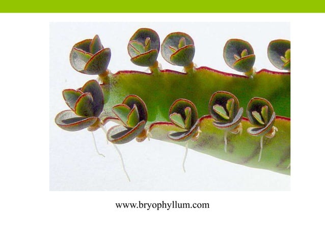 Sexual and asexual reproduction biota ed_pascual | PPT