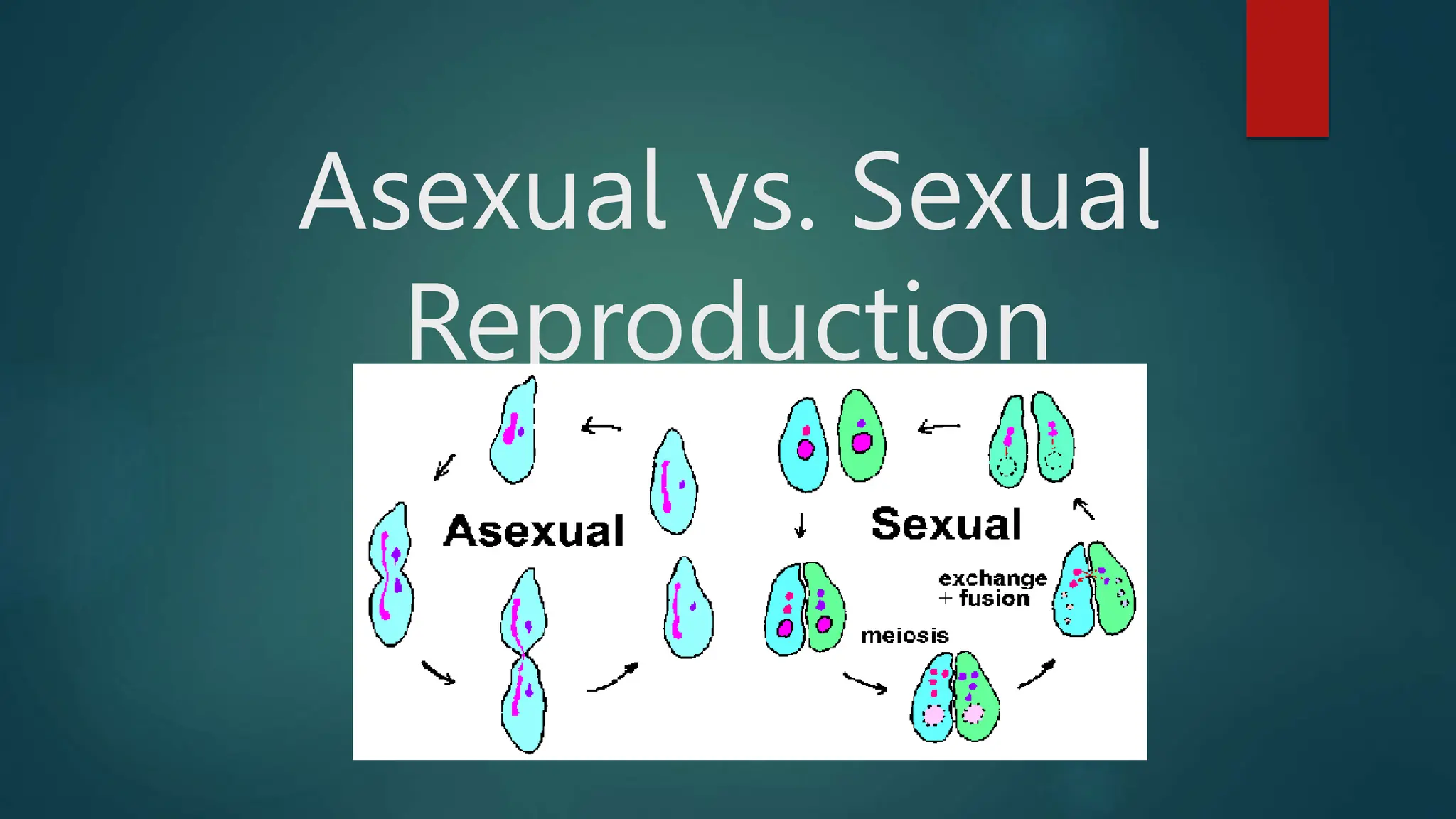 sexual and asexual reproduction grade 7.pptx