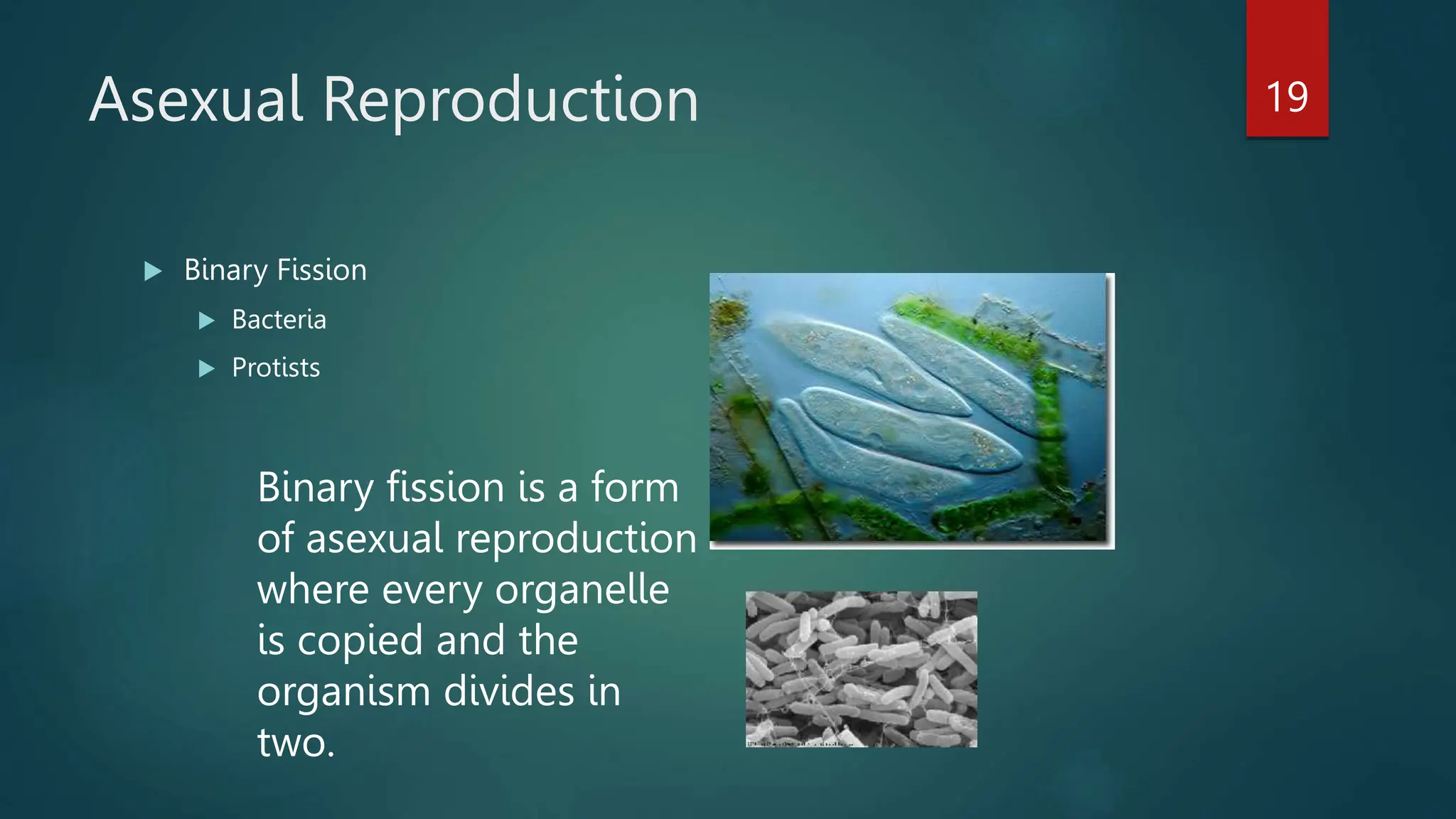 sexual and asexual reproduction grade 7.pptx