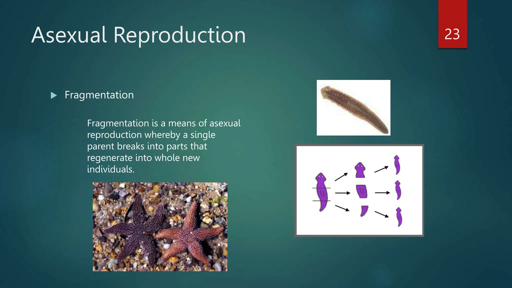sexual and asexual reproduction grade 7.pptx