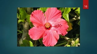 sexual and asexual reproduction grade 7.pptx