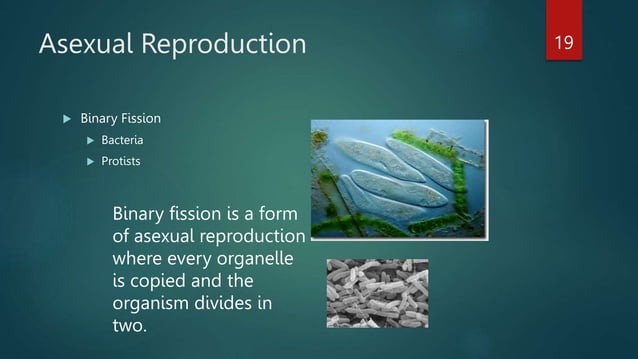 sexual and asexual reproduction grade 7.pptx