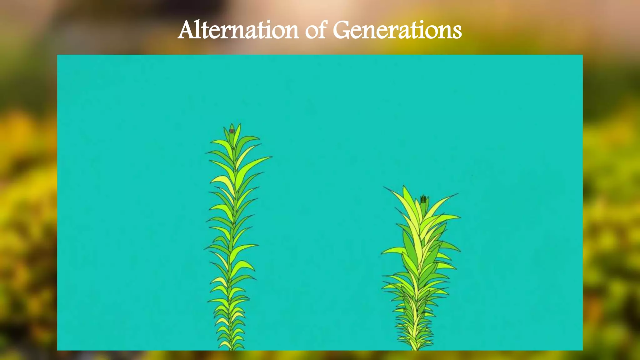 Sexual And Asexual Reproduction In Non Vascular Plants Pptx
