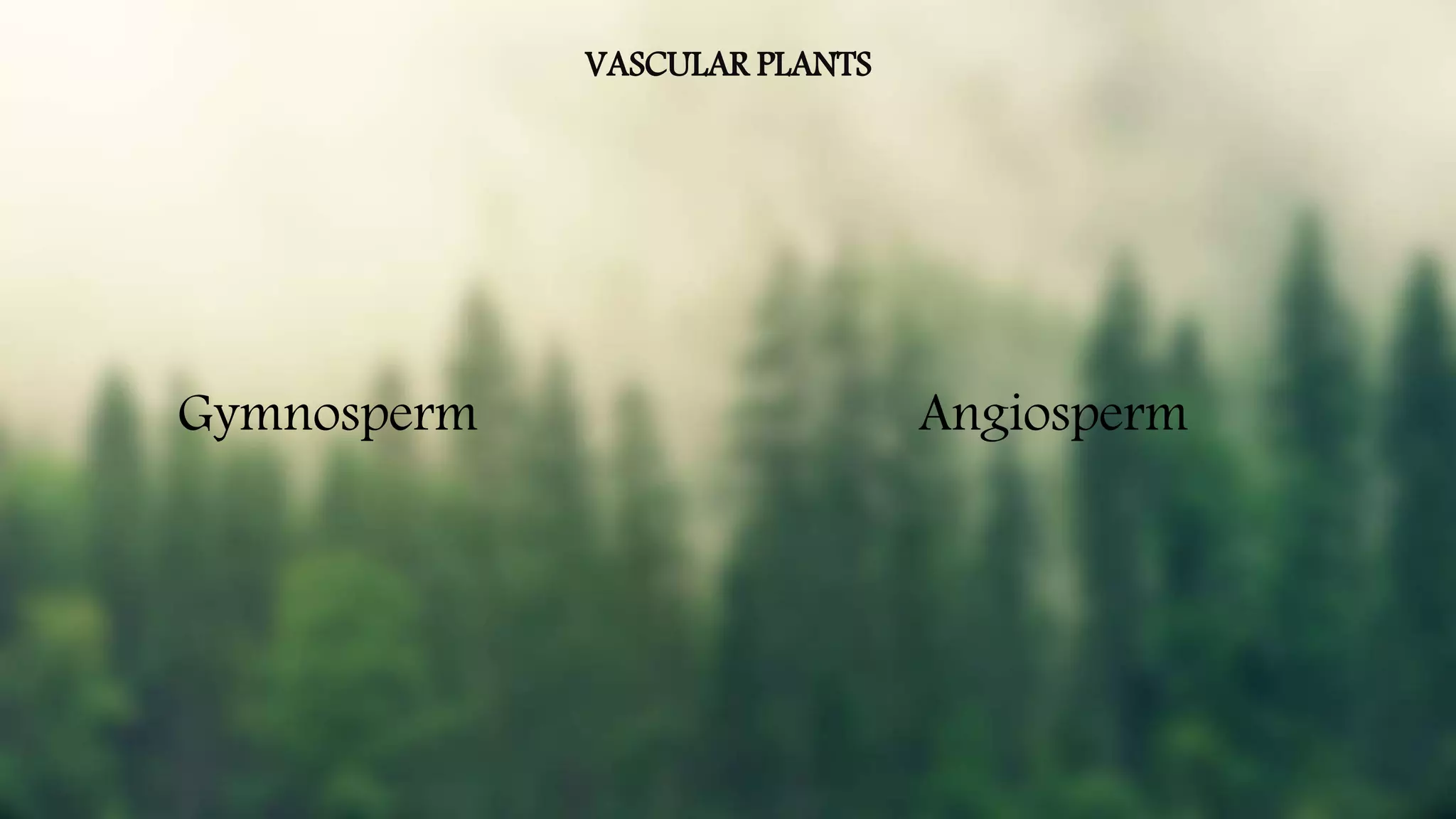 Sexual And Asexual Reproduction In Non Vascular Plants Pptx
