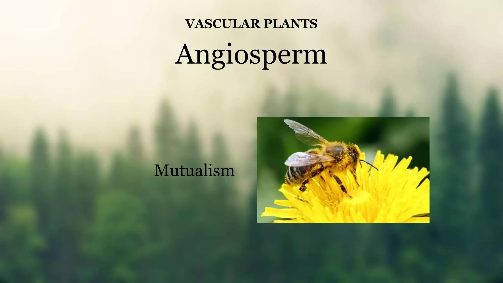Sexual And Asexual Reproduction In Non Vascular Plants Pptx 2684