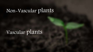 Sexual and Asexual Reproduction in Non-Vascular Plants | PPTX