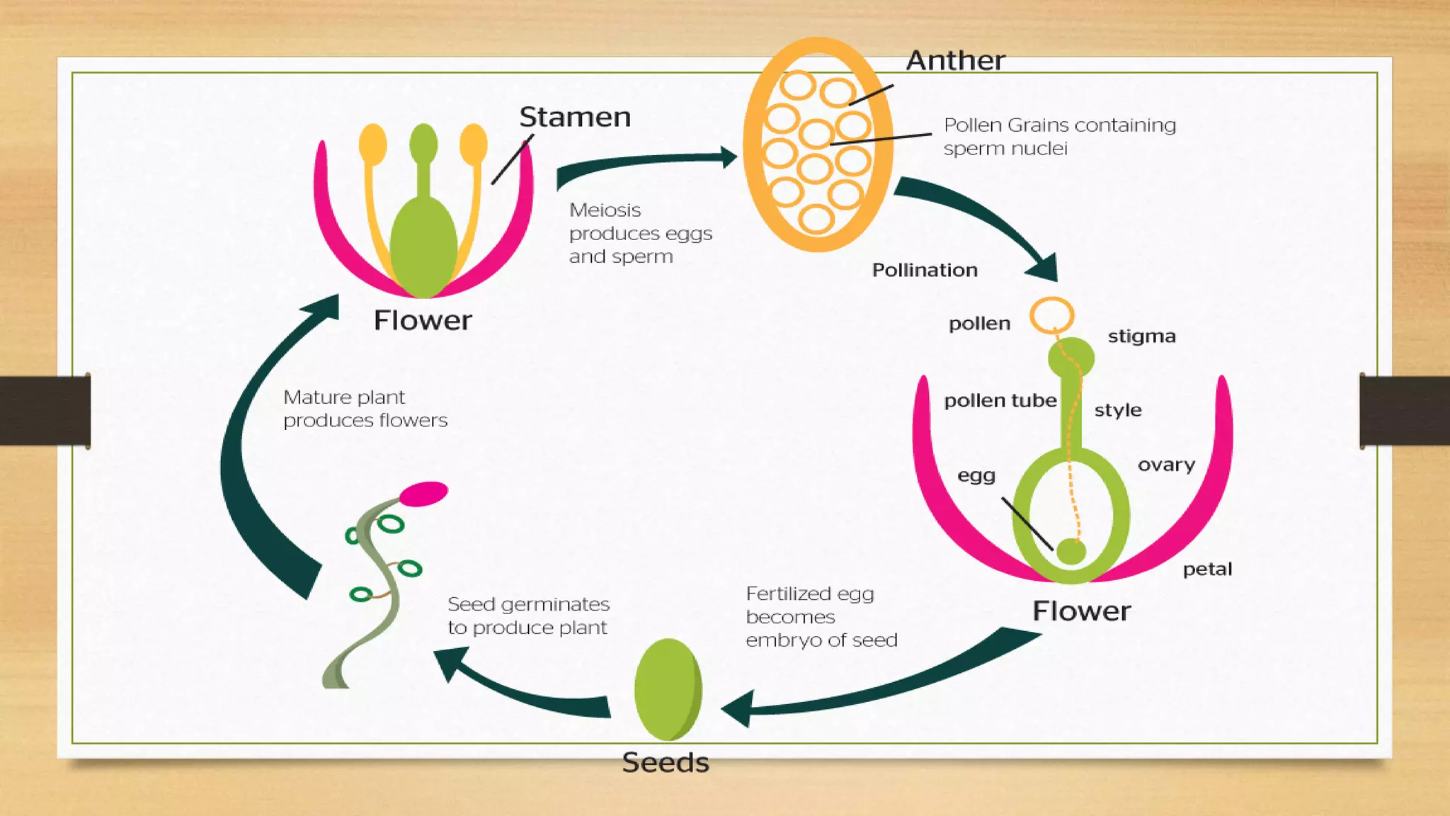 Sexual and Asexual Reproduction in Plants | PPTX