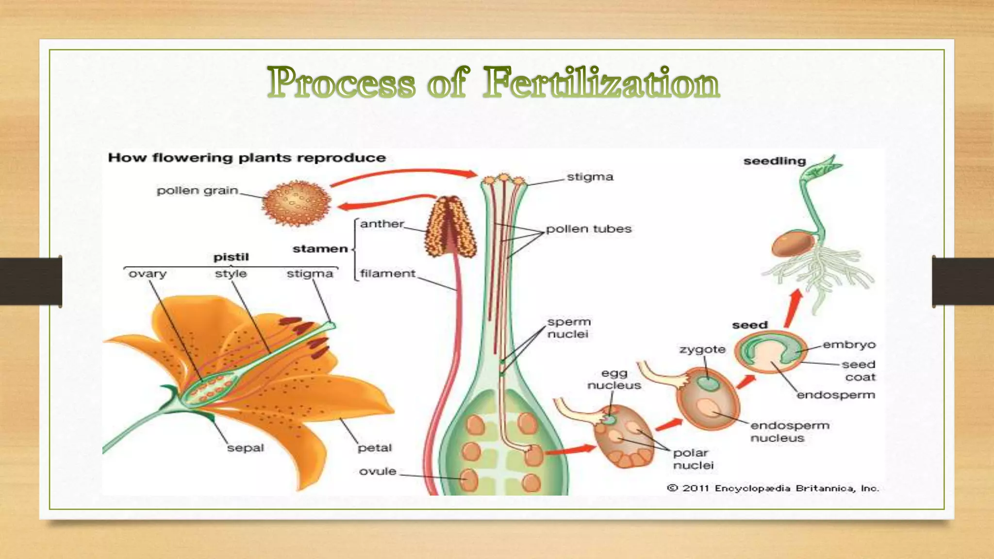 Sexual and Asexual Reproduction in Plants | PPTX