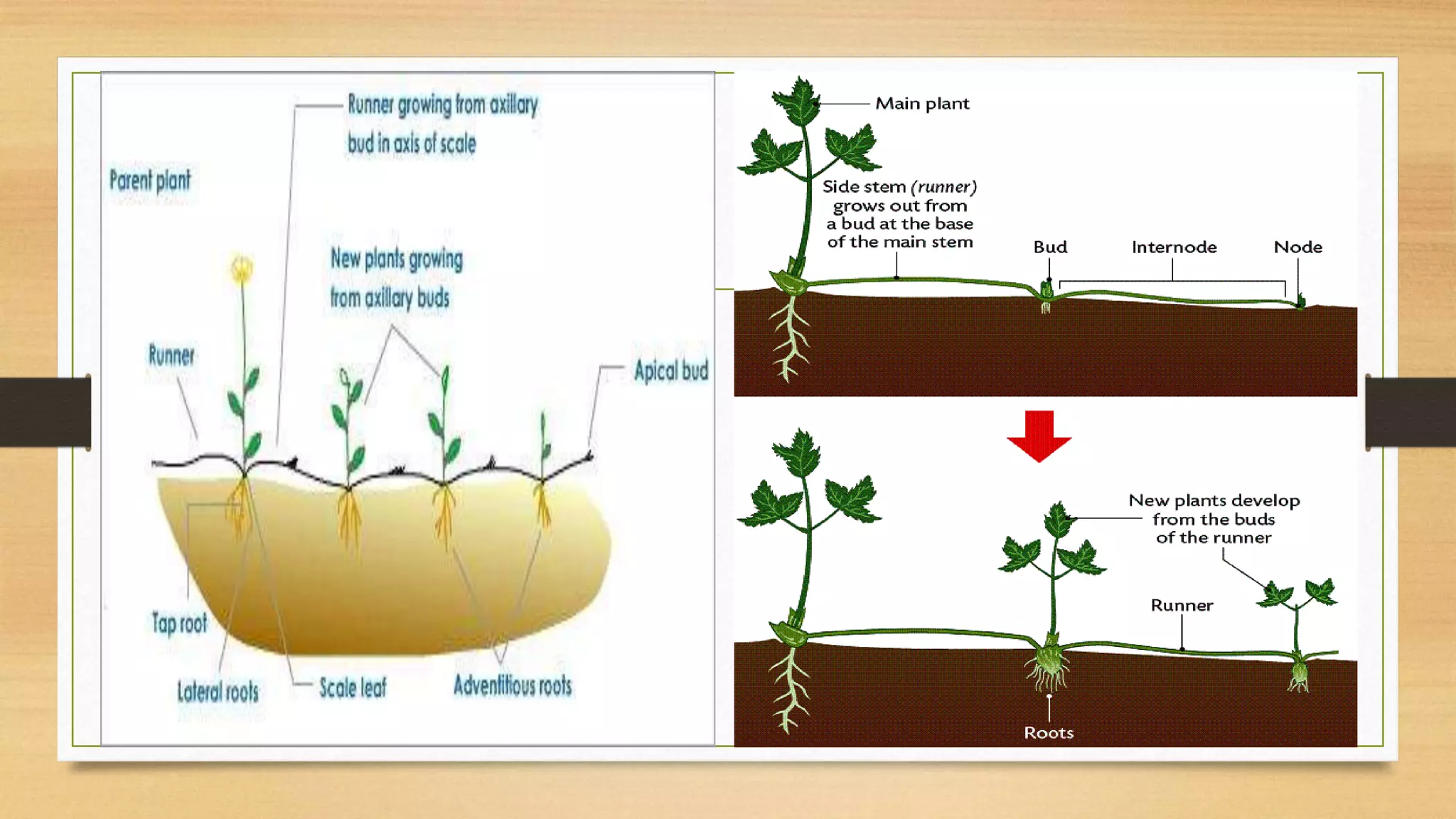 Sexual and Asexual Reproduction in Plants | PPTX