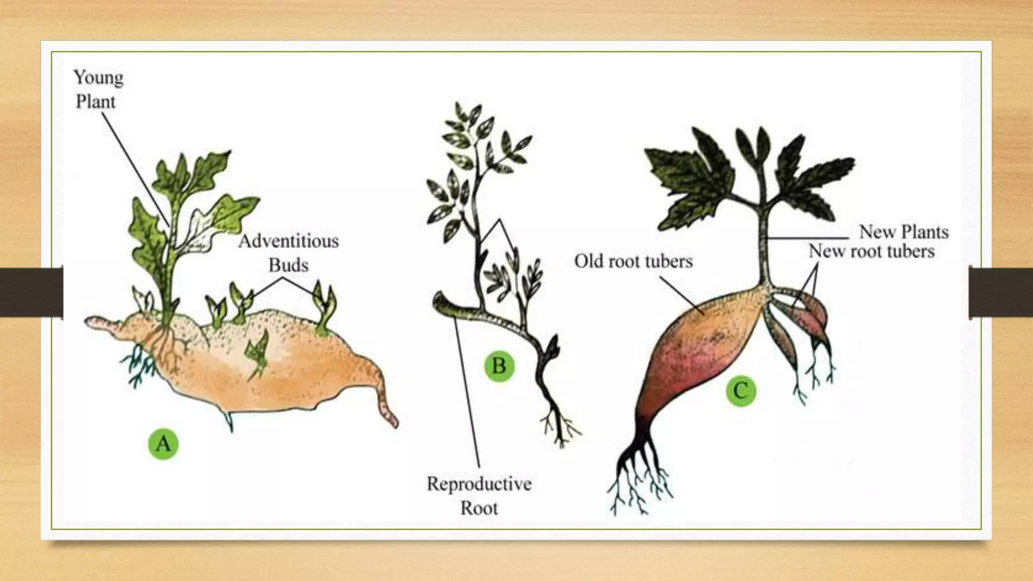 Sexual and Asexual Reproduction in Plants | PPTX