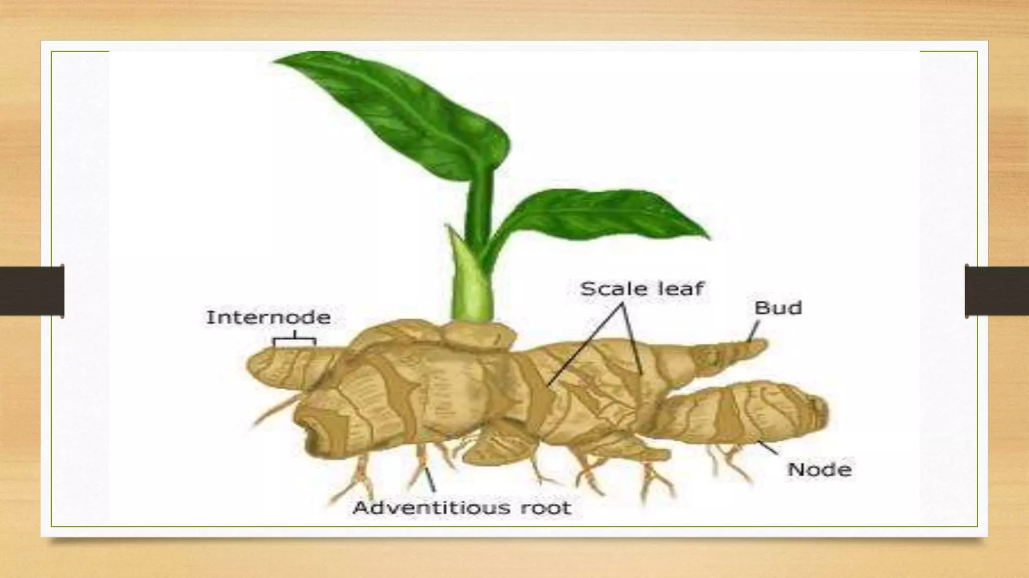 Sexual and Asexual Reproduction in Plants | PPTX