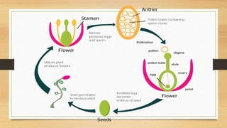 Sexual and Asexual Reproduction in Plants | PPTX