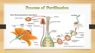 Sexual and Asexual Reproduction in Plants | PPTX