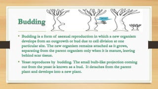 Sexual and Asexual Reproduction in Plants | PPTX
