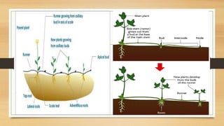 Sexual and Asexual Reproduction in Plants | PPTX