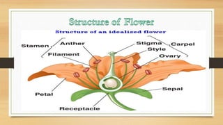Sexual and Asexual Reproduction in Plants | PPTX