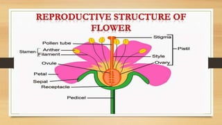 Sexual and Asexual Reproduction in Plants | PPTX