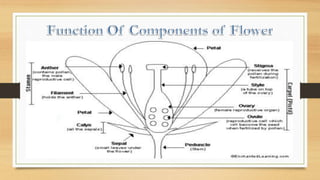 Sexual and Asexual Reproduction in Plants | PPTX