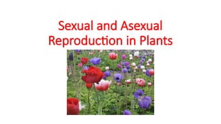 Sexual and Asexual Reproduction in Plants.pptx