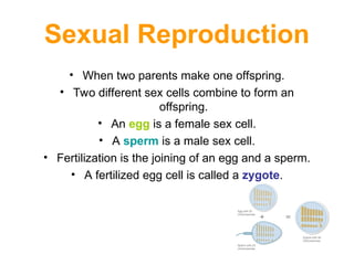 Sexual and Meiosis.pptSexual and Meiosis.ppt