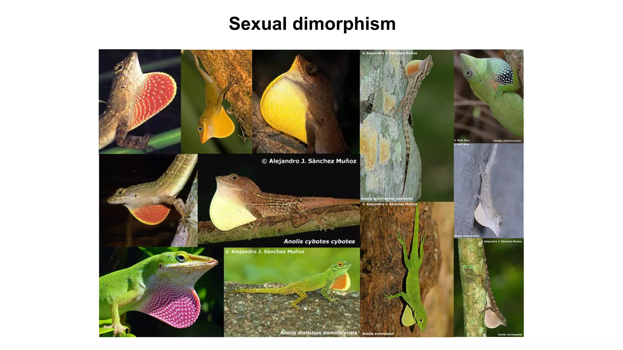 Sexual Behavior Sexual Asymmetry And Sexual Dimorphism Ppt