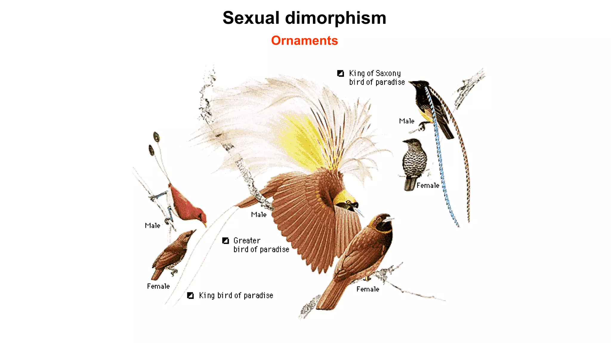 Sexual behavior (sexual asymmetry & sexual dimorphism) | PDF