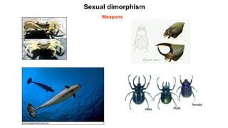What Are Sexually Dimorphic Behaviours In Dogs