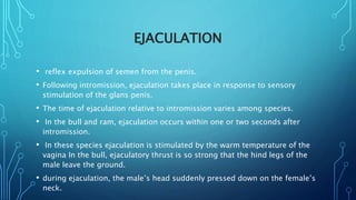 sexual behavior in bull andrology presentation by srg.pptx