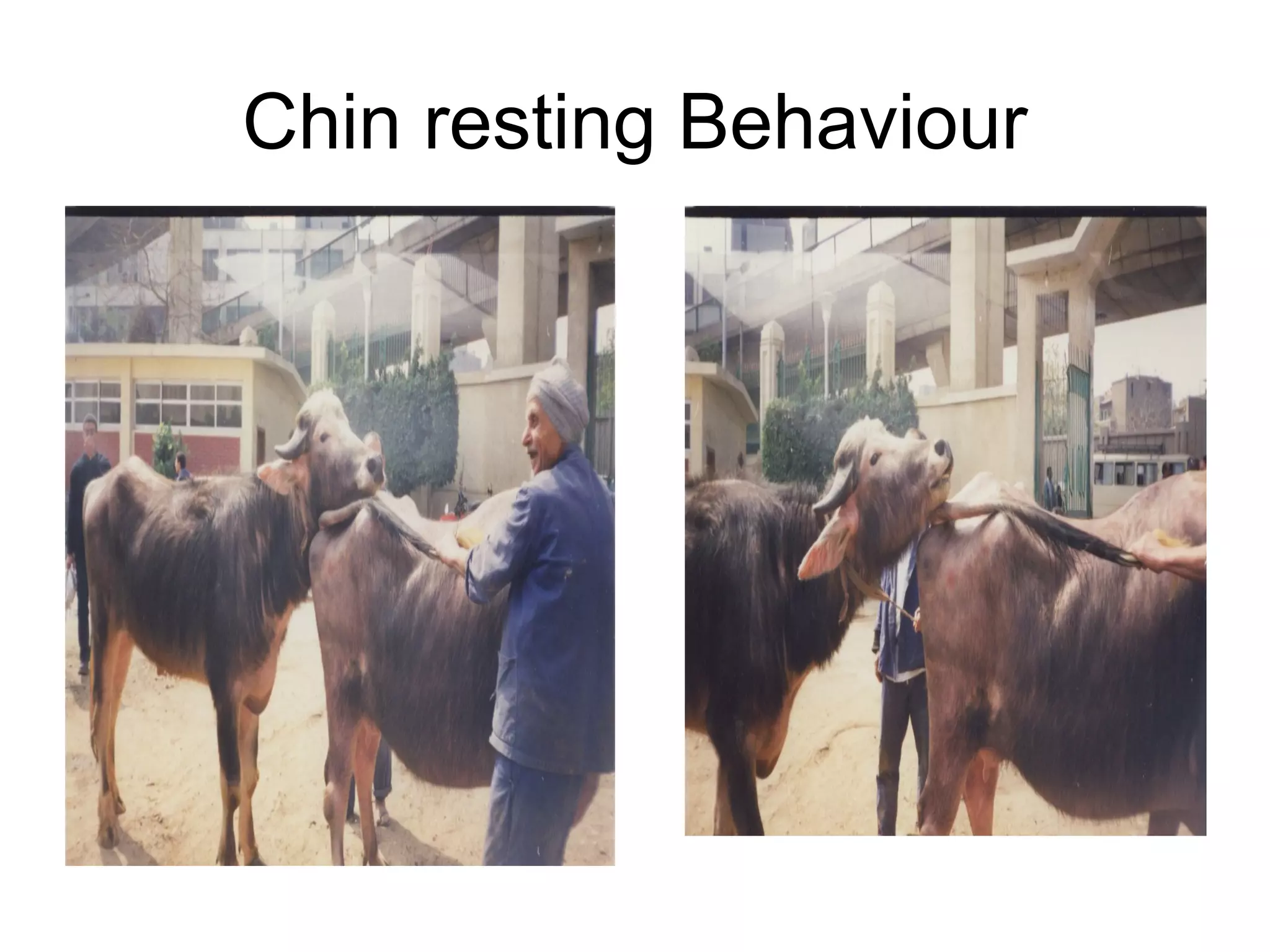 Reproductive behaviour: 1-Sexual behaviour in animals | PPT