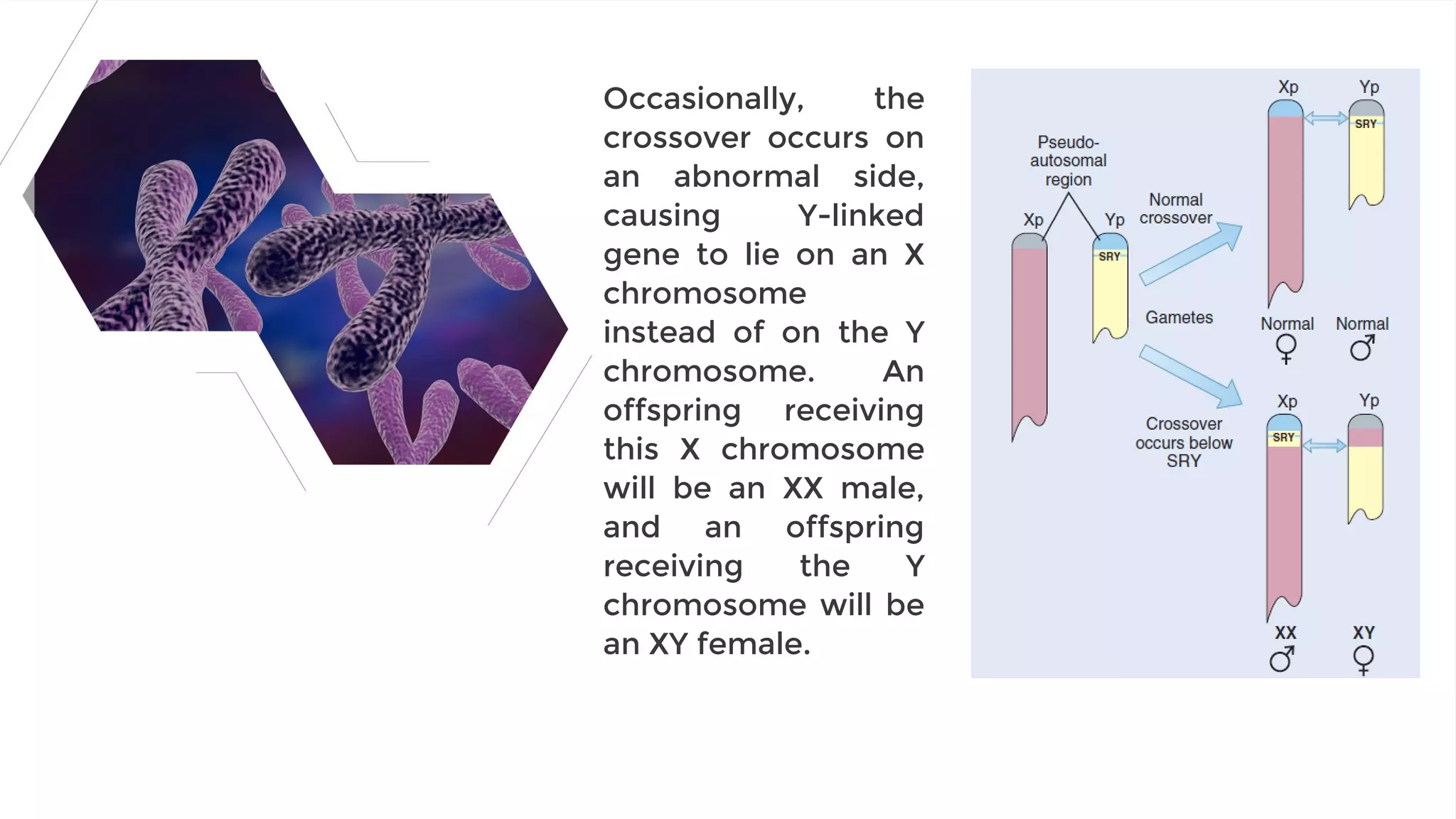 Sexual Determination and Differentiation | PDF