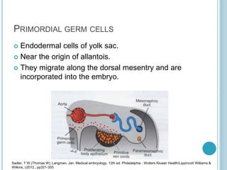 Sexual Development.ppt