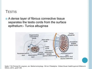 Sexual Development.ppt