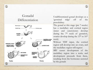 Sexual Differentiation (Learn easy way) | PPT