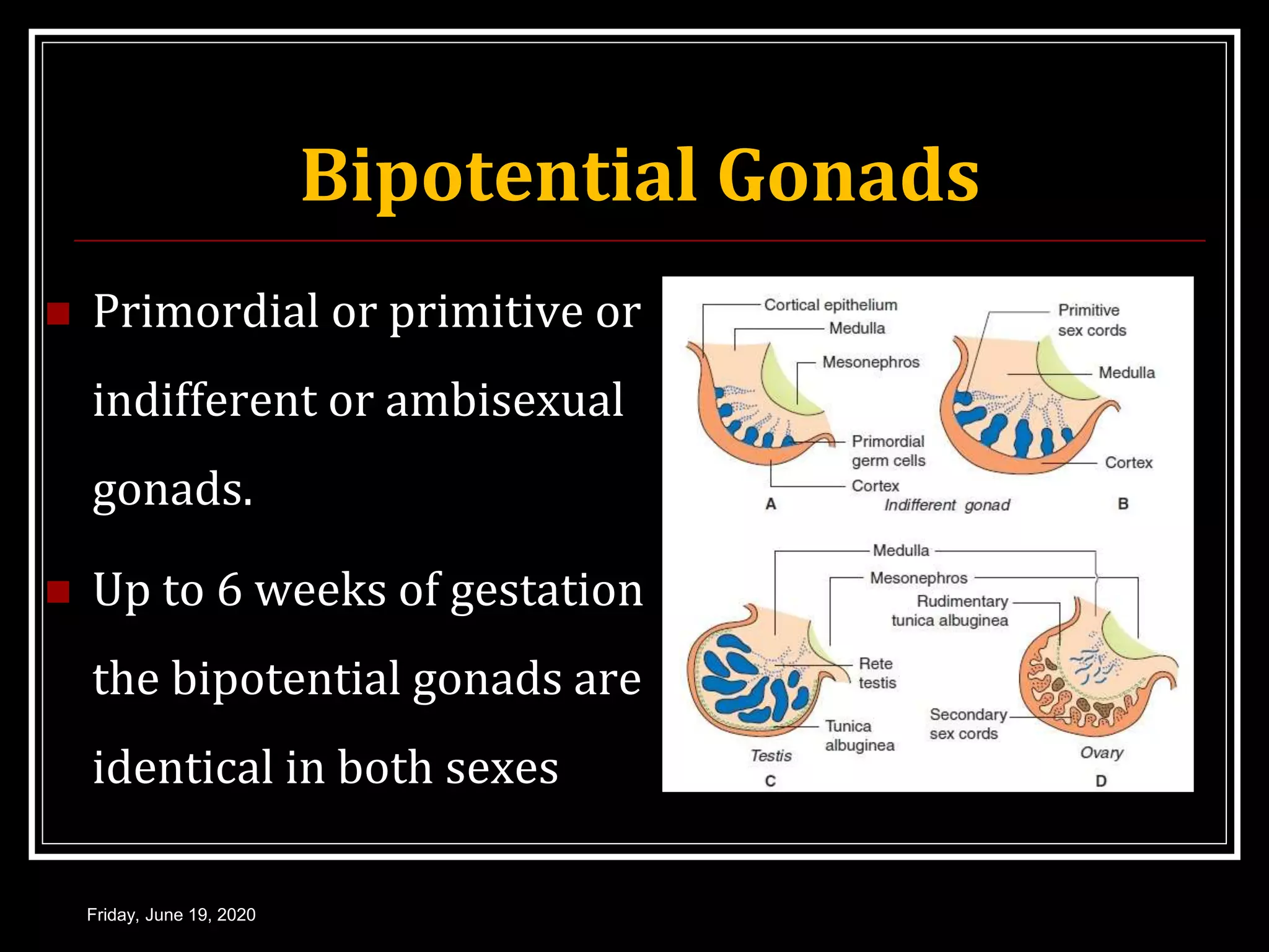 Sexual growth and development | PPT