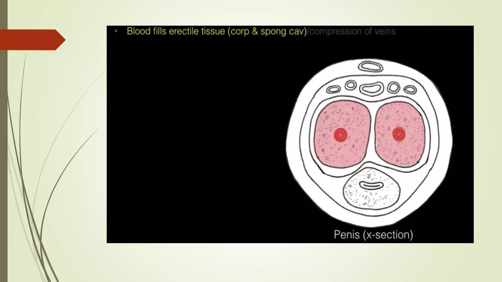 The Physiology Of Human Sexual Intercourse PPTX