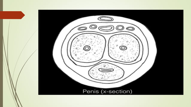 The physiology of human Sexual intercourse | PPTX | Sexual Conditions ...